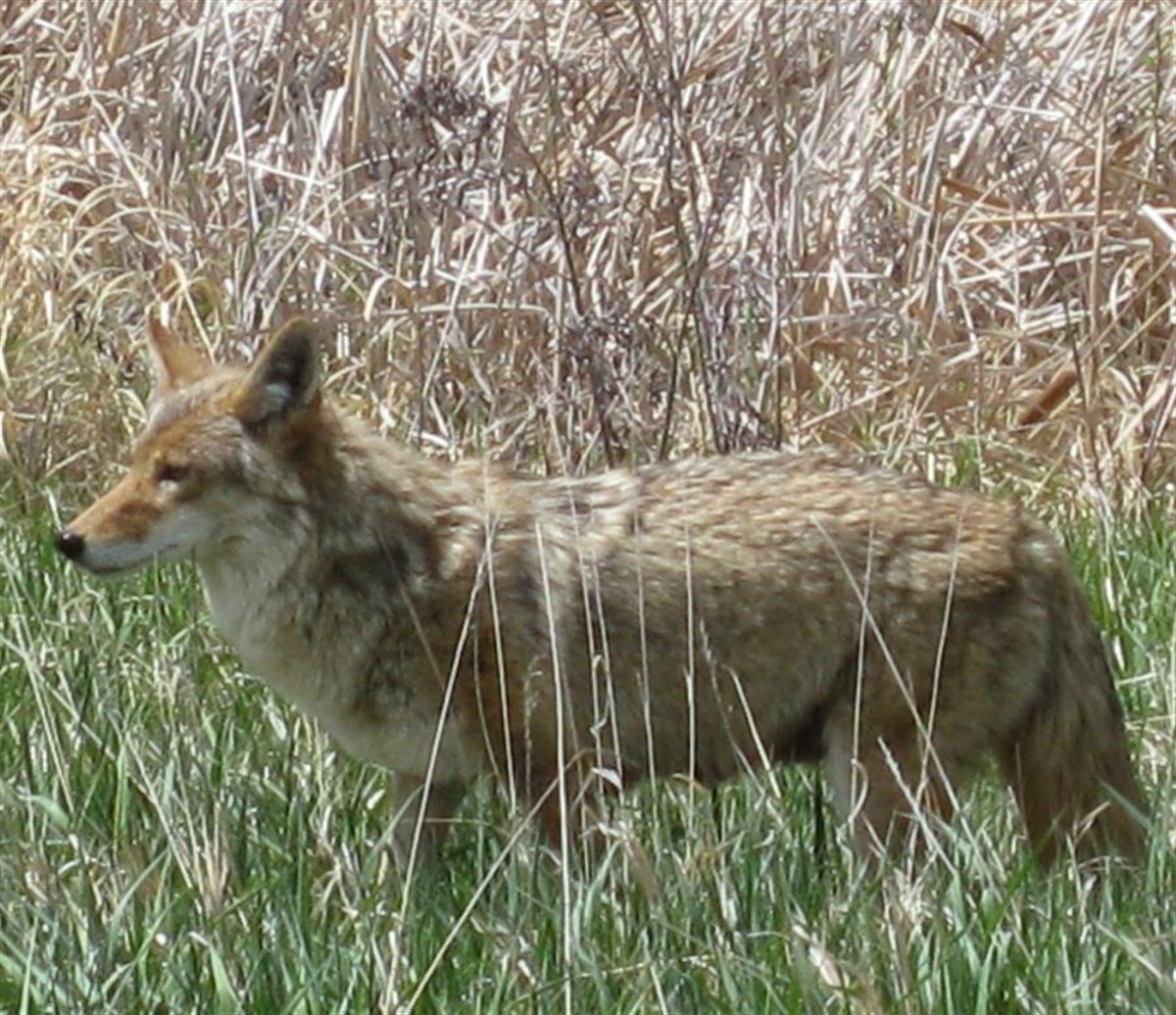 Temperate Grassland Coyotes