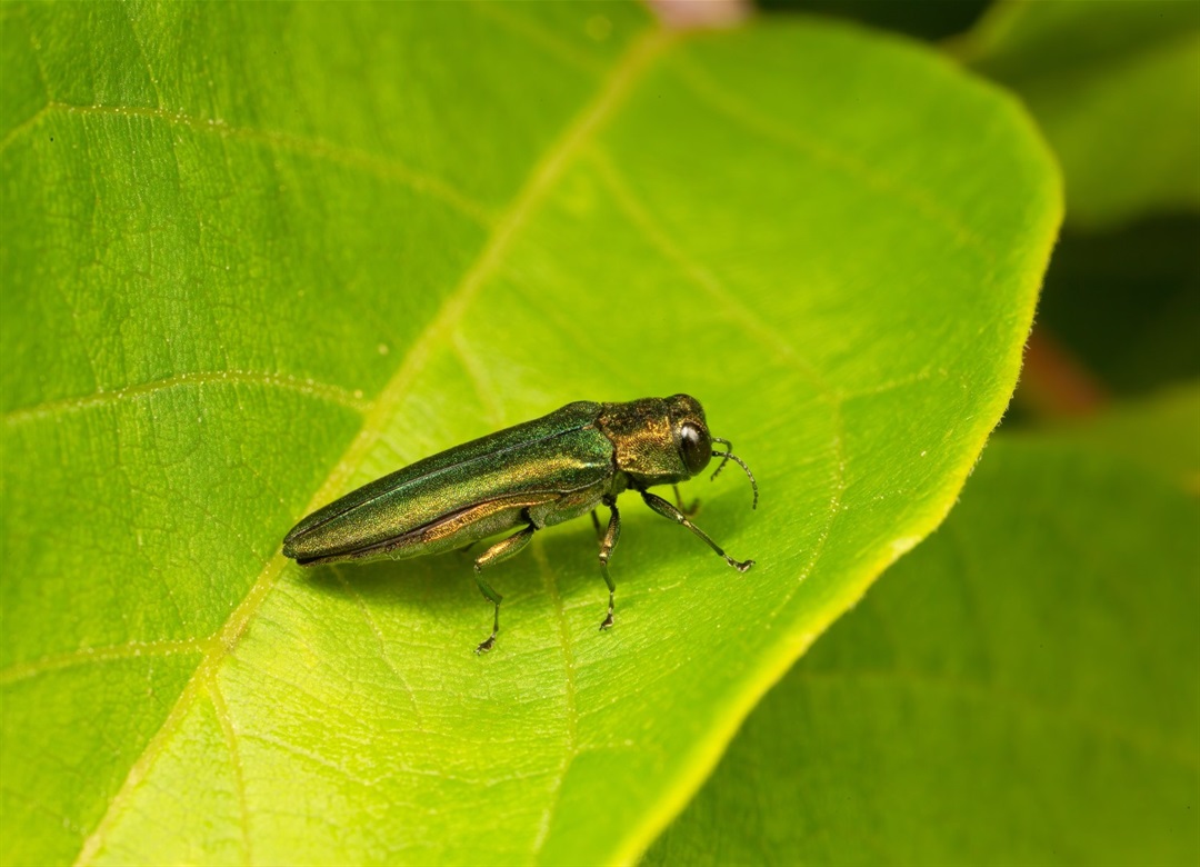 Emerald Ash Borer – City of Centennial